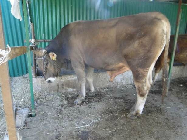 Alatau / Алатауская порода - les races bovines du mondes