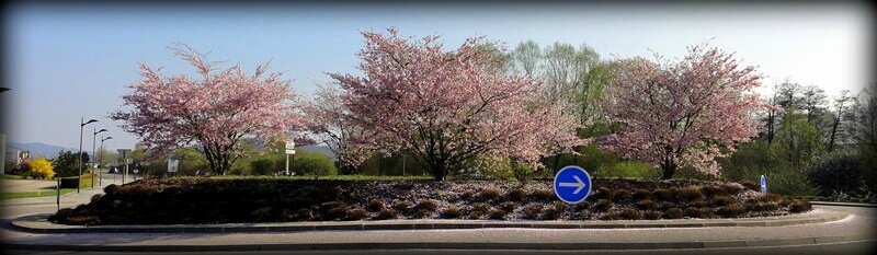 Rond-point fleuri - Un certain chêne vert