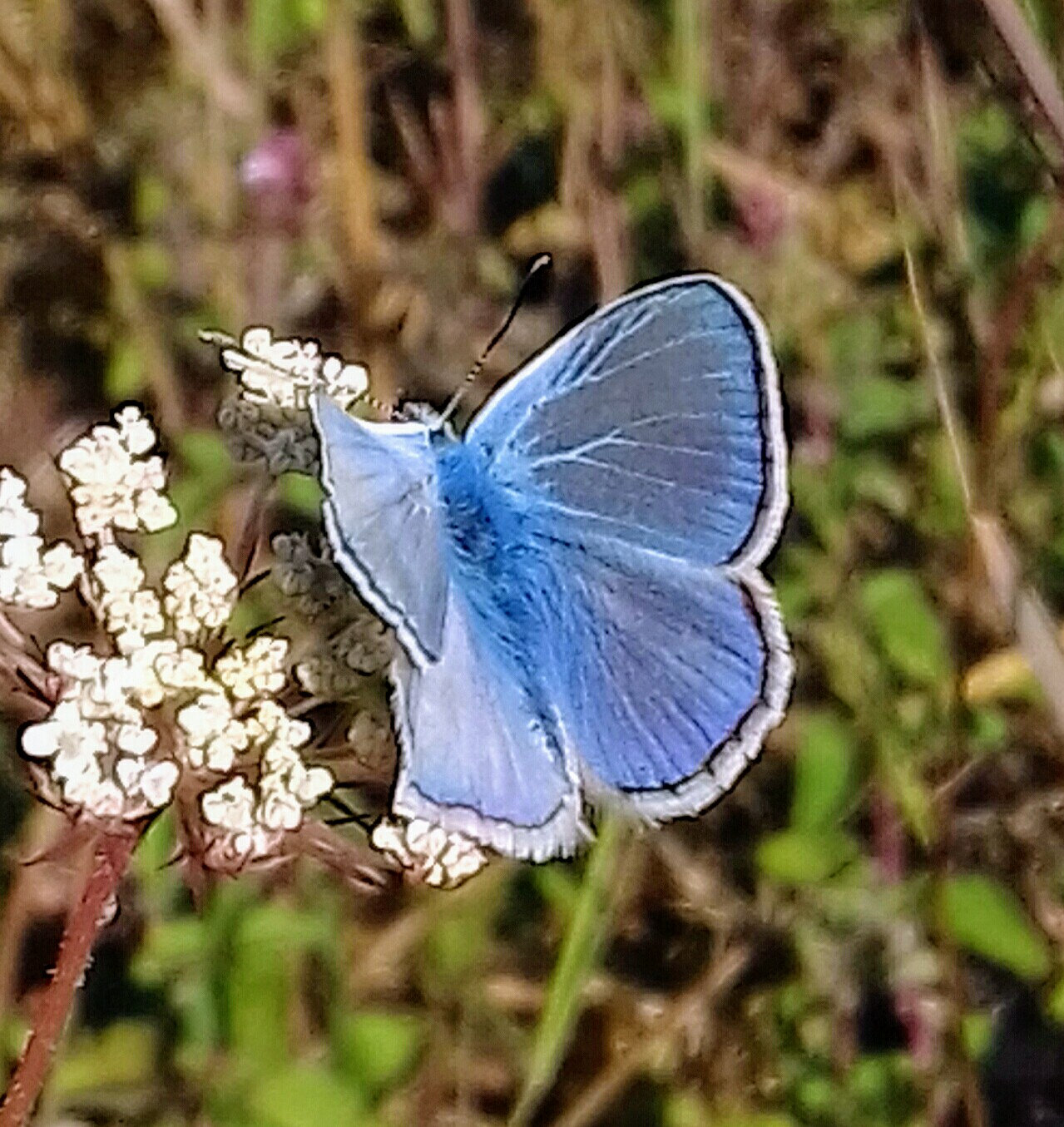 L'Argus bleu (Polyommatus icarus) - Le monde des Papillons