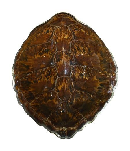 Victorian silver mounted tortoise shell. Hamilton & Inches, Edinburgh ...