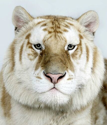 Magnificent Bengal tigers by Barry Bland - Alain.R.Truong