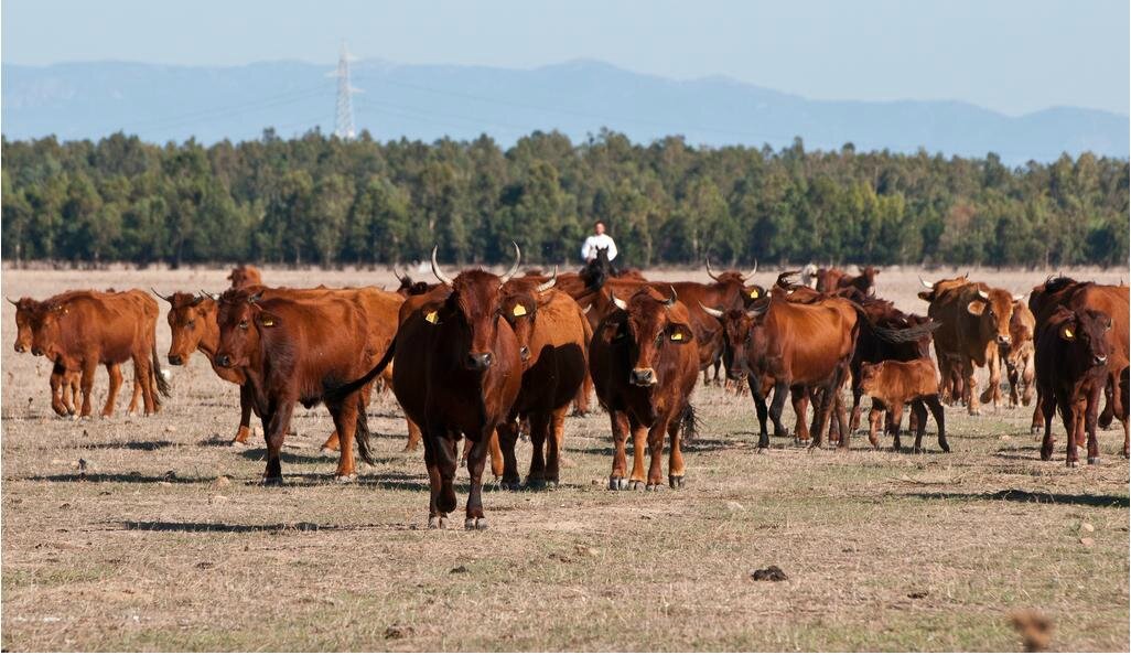 Sardo-Modicana - les races bovines du mondes