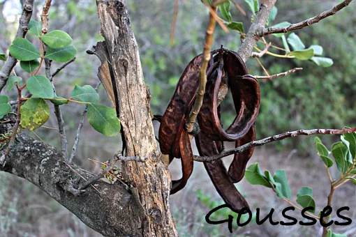 Le Caroubier - Balades dans le Var