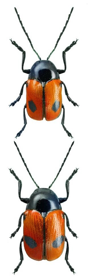 Cryptocephalus - Alain.R.Truong