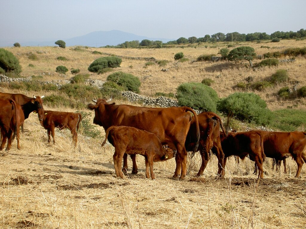 Sardo-Modicana - les races bovines du mondes
