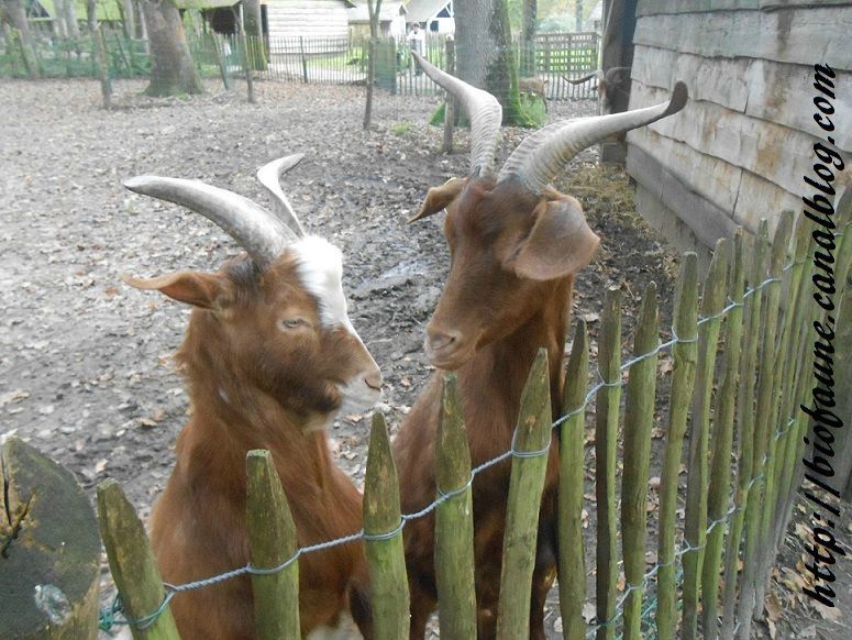 Vaucluse : les chèvres du Rove entretiendront les abords du Rhône ...
