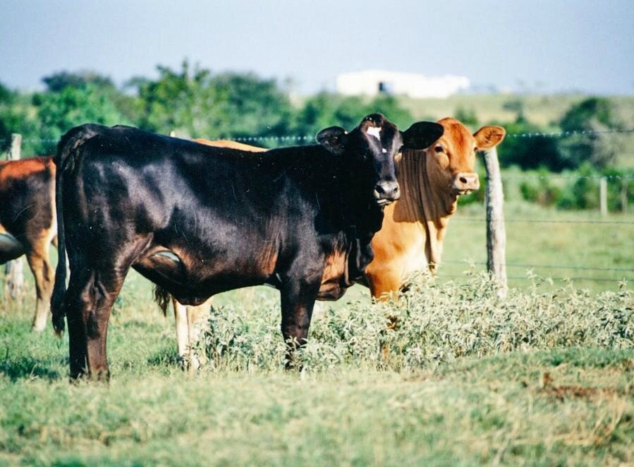 Southern Balancer - les races bovines du mondes