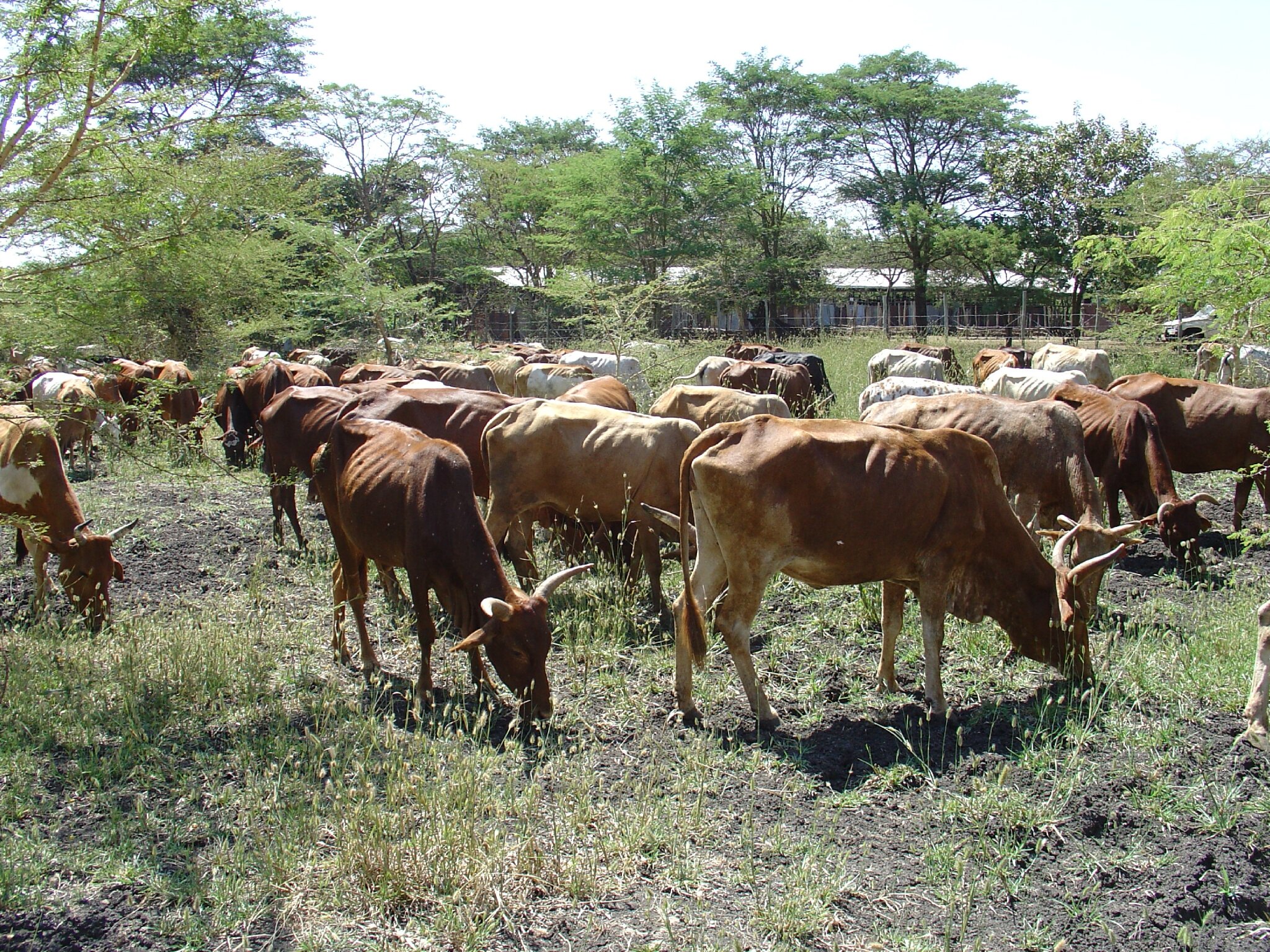 Abigar - les races bovines du mondes