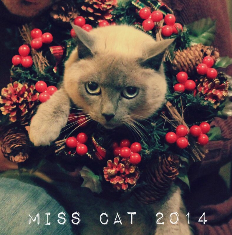Election de Miss Cat 2014 - Le Capharnaüm Éclairé