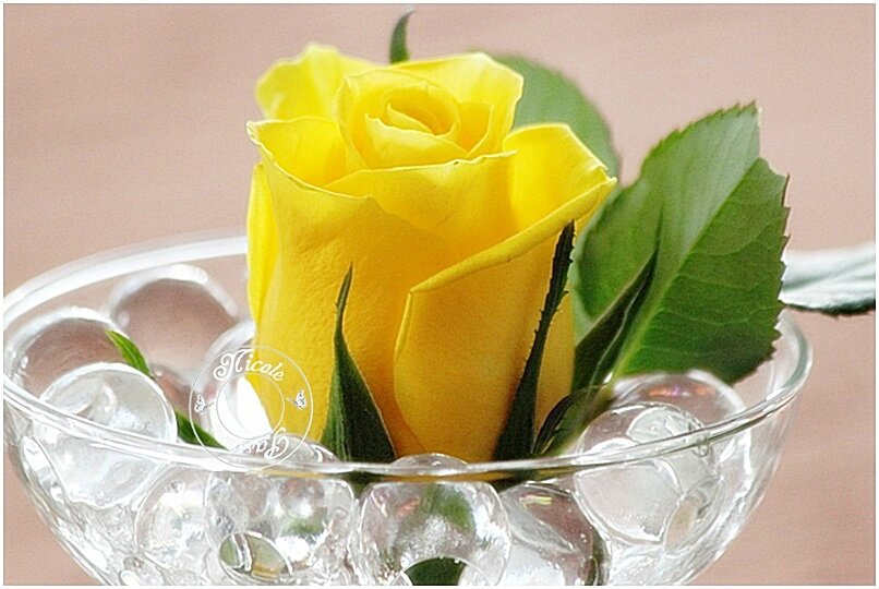 Ma table "Roses pleines de peps" - NICOLE PASSIONS