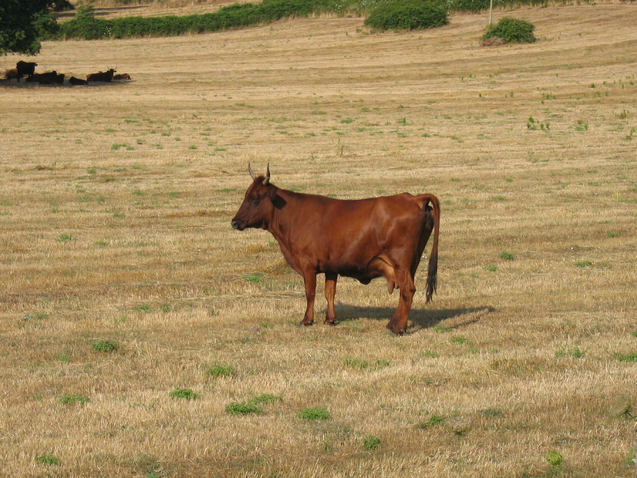 Sardo-Modicana - les races bovines du mondes