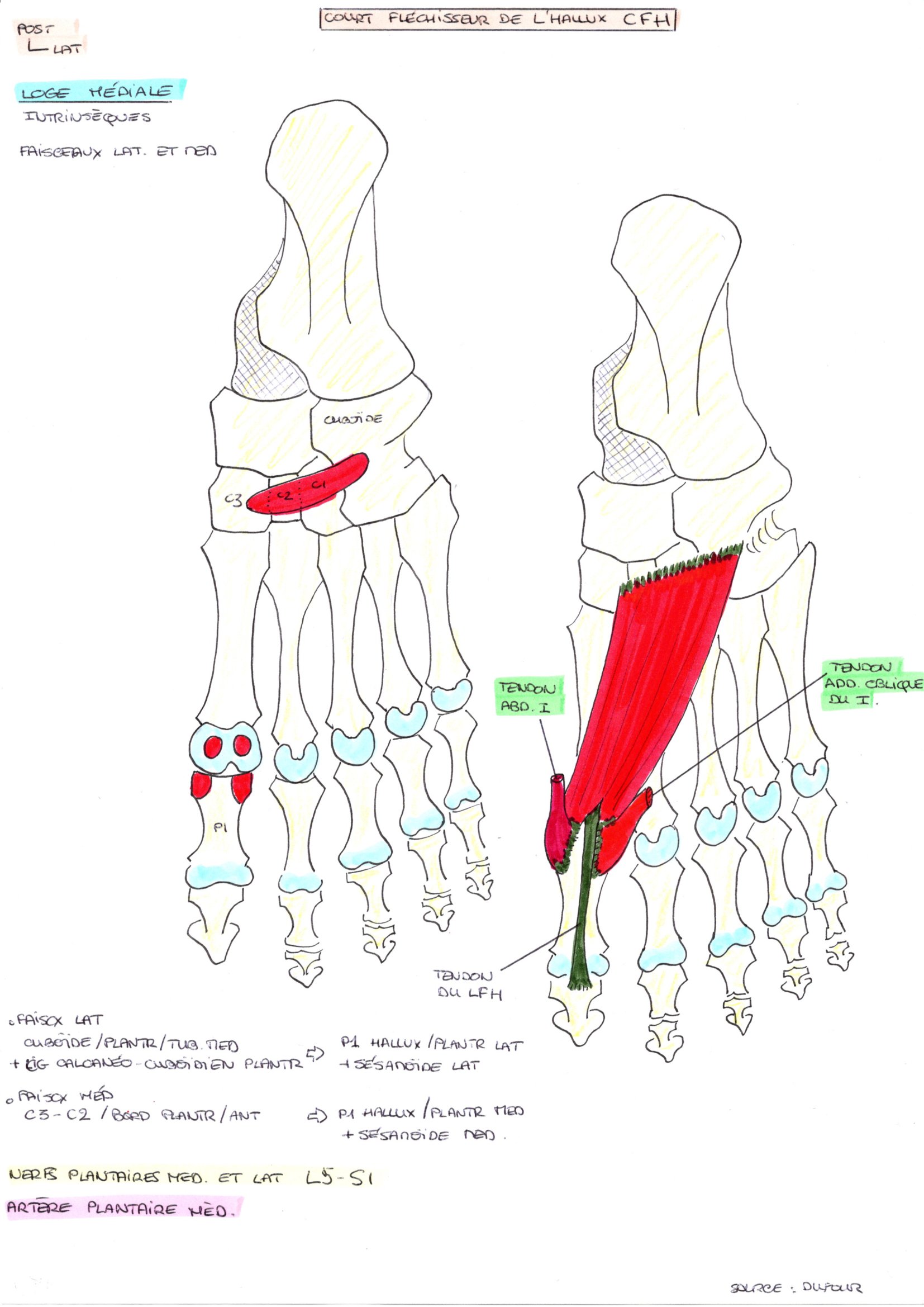 Muscles du pied - Dessins d'anatomie