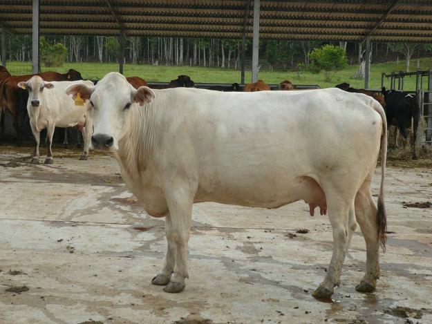 Carora - les races bovines du mondes