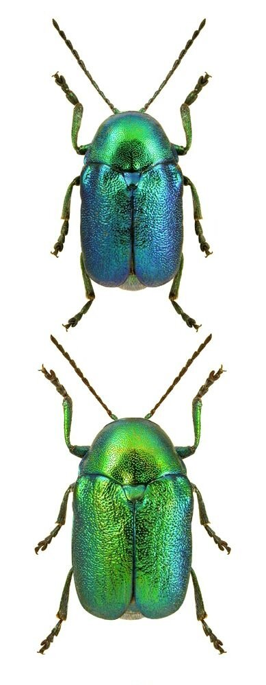 Cryptocephalus - Alain.R.Truong