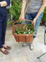 Partag'plantes - Vent De Terre