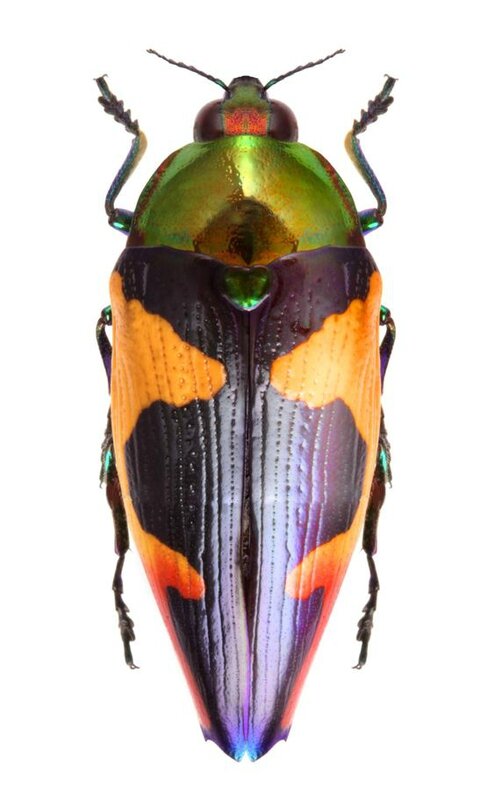 Metaximorpha hauseri, Metaxymorpha apicalis, Metaximorpha meeki ...