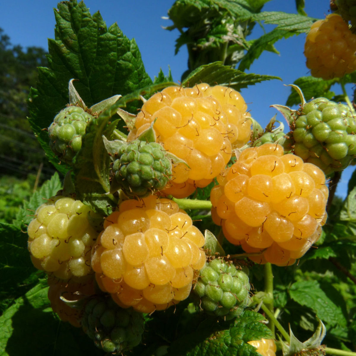 Chez Jean-Claude , des framboises jaunes - Points de cerise violette