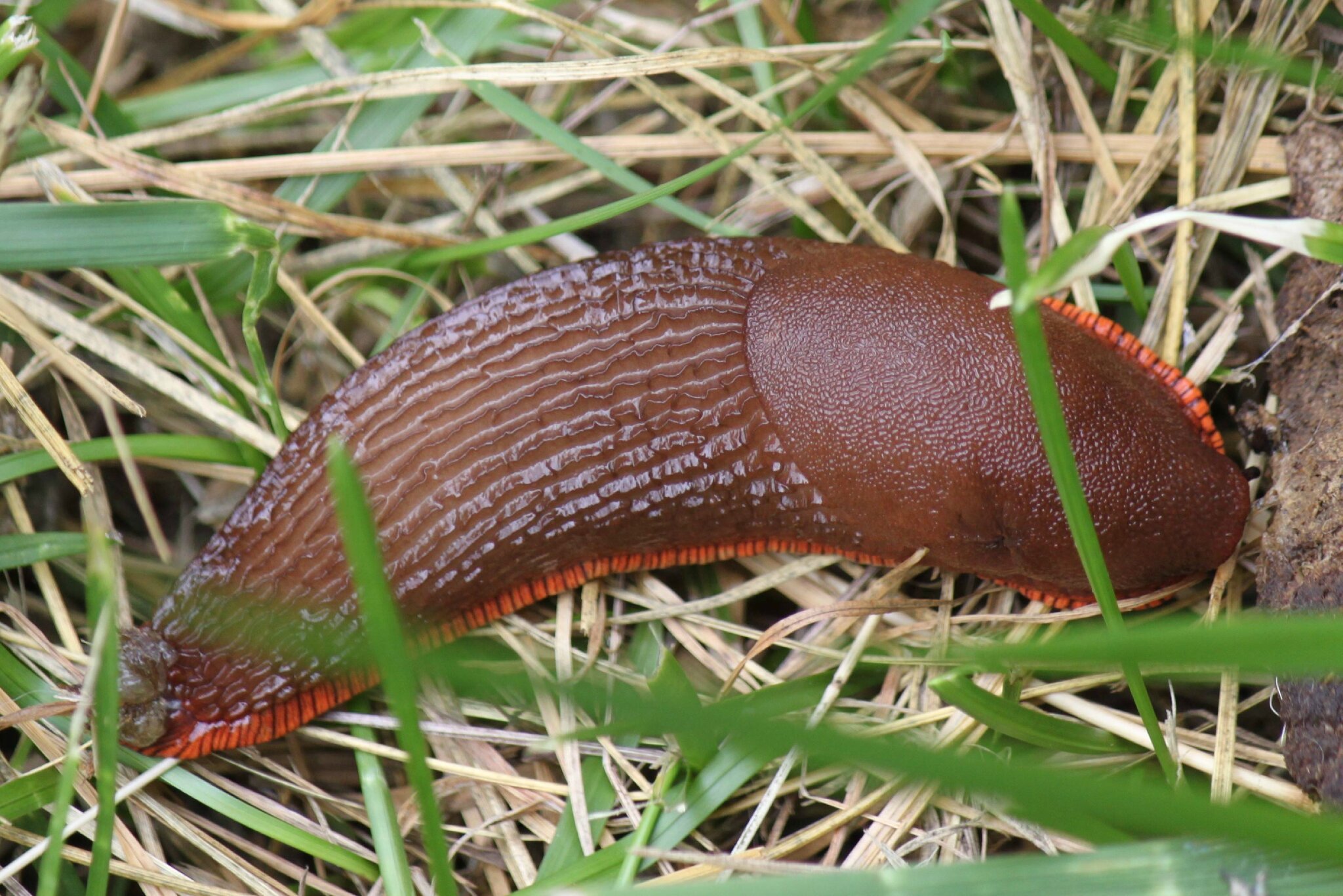 La limace rouge - Canals en Aveyron