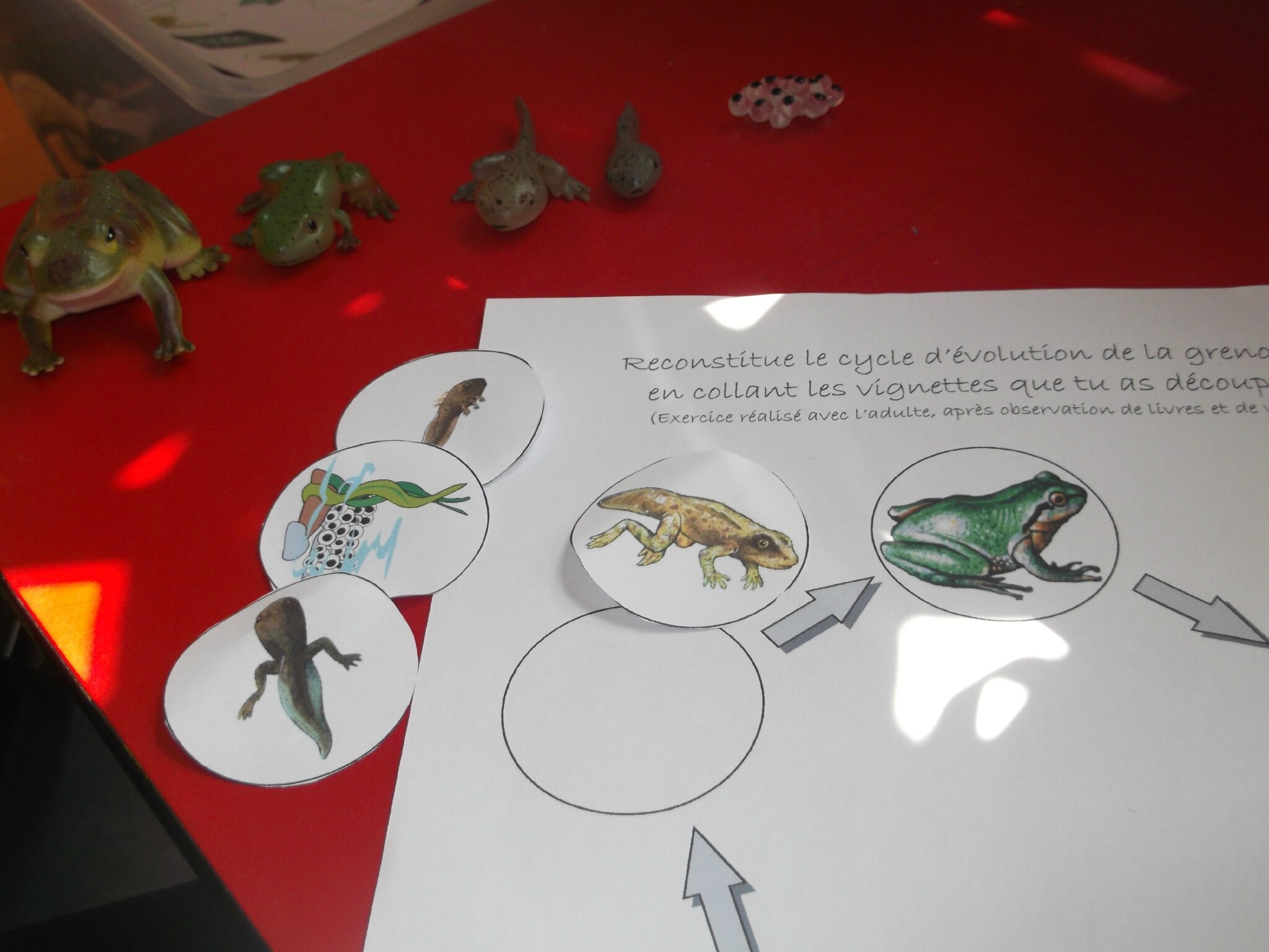 la grenouille version "pour les petits" - L'école des Fées