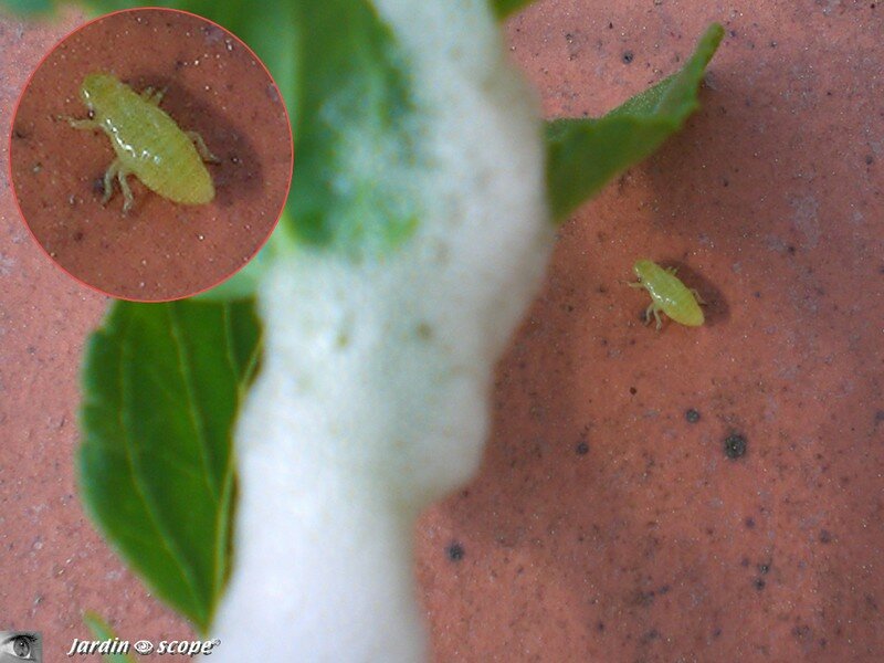 Qui sont ces cracheurs indélicats ? - Le JardinOscope, toute la vie ...