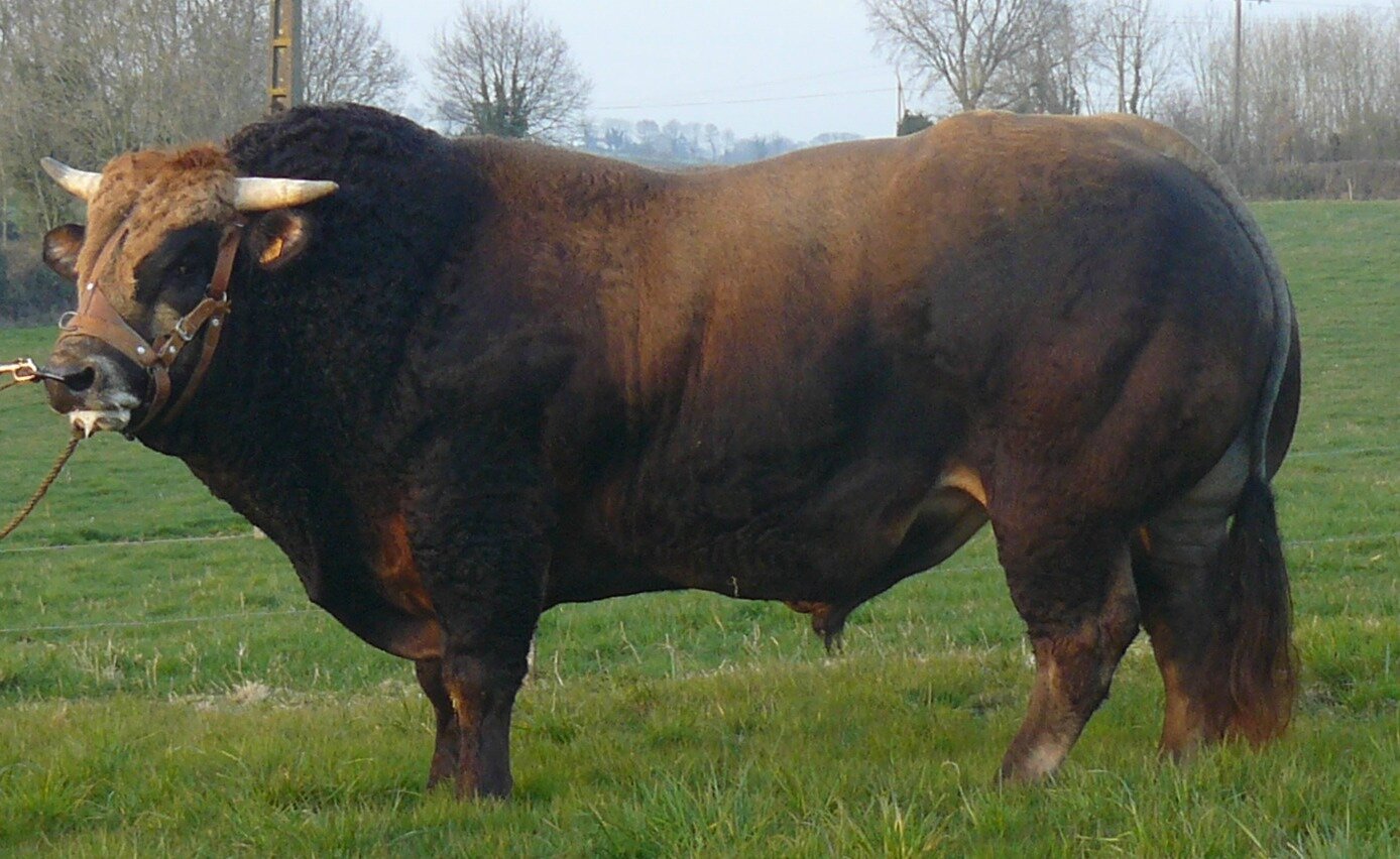 Parthenaise - les races bovines du mondes
