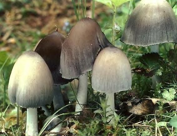 LES COPRINS - CHAMPIGNONS PASSION