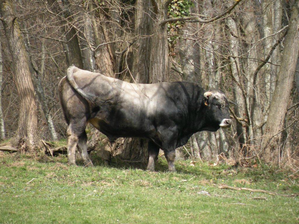 Gasconne - les races bovines du mondes