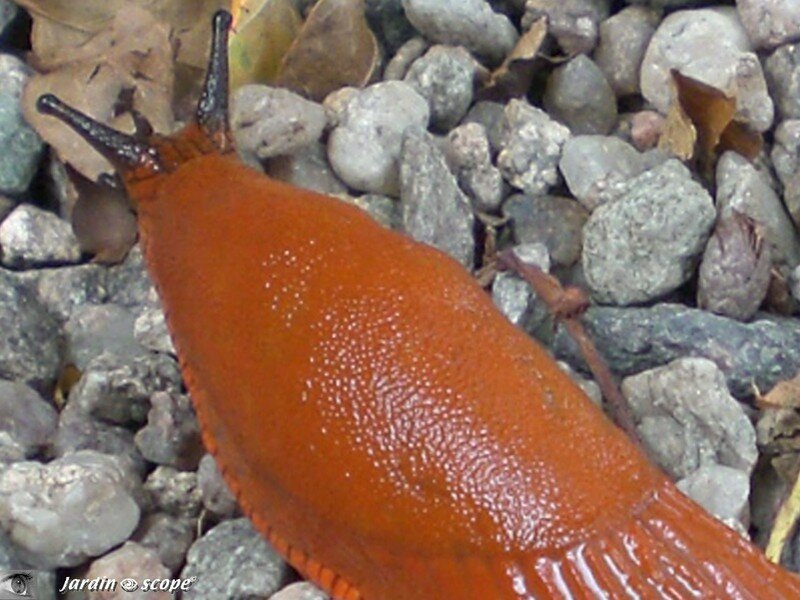 Mollusque gastéropode pulmoné terrestre, sans coquille externe. - Le ...