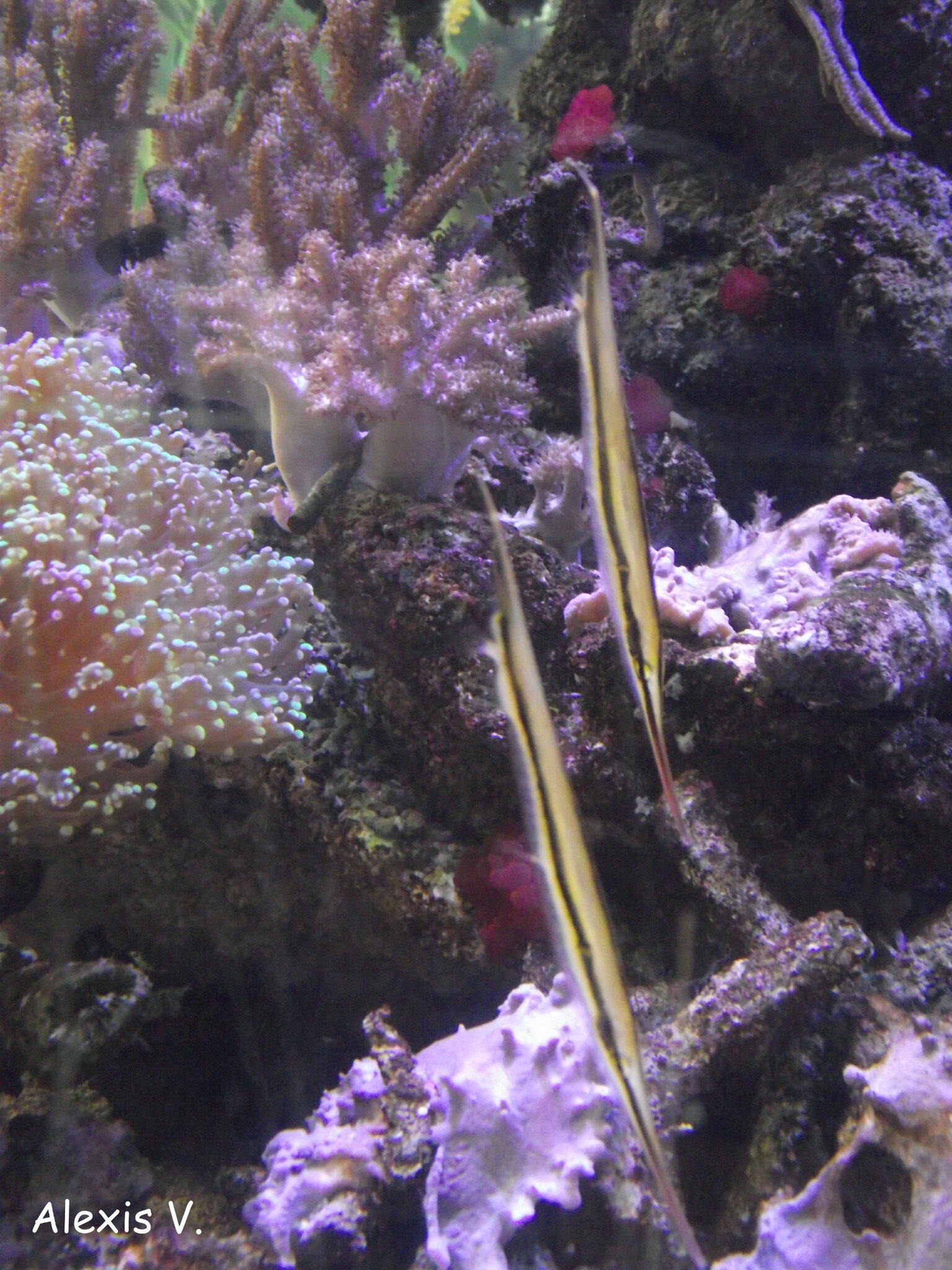 Le Poisson-rasoir strié - Zootographe - Blog non-officiel du Zooparc de ...