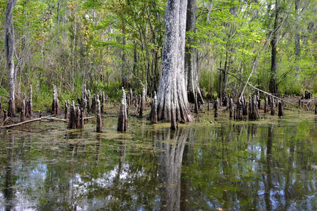 Bayou - JungleKey.fr Image #100