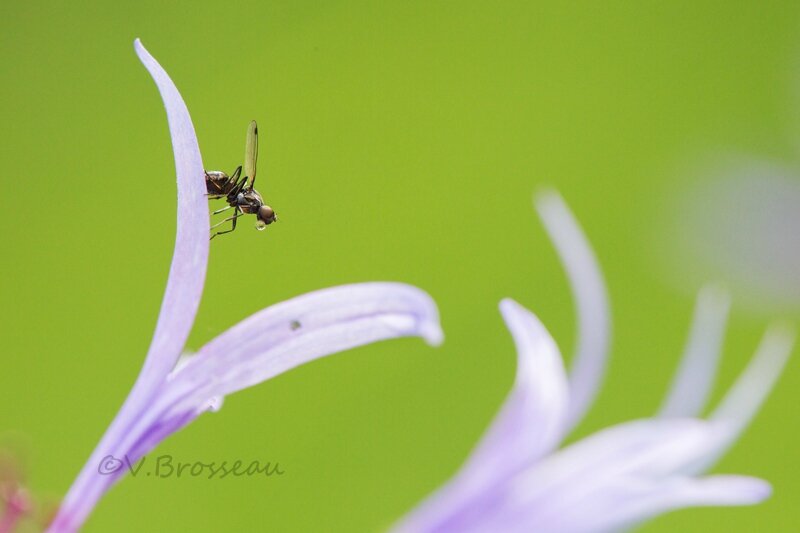 Le moucheron et le bleuet ... - nature émotion