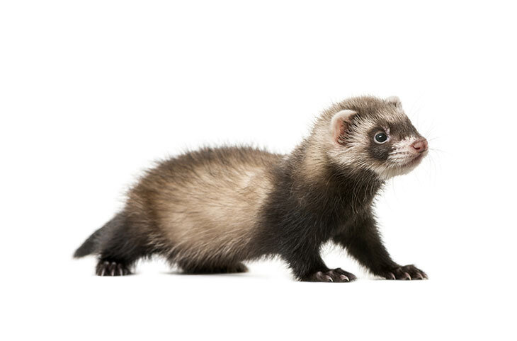 Animaux de compagnie - Autisme, la boîte à outils