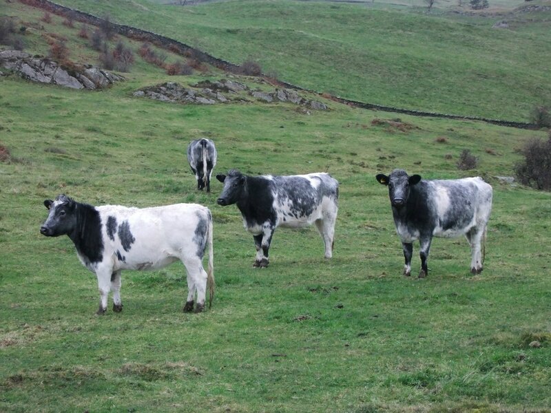 Blue Albion - les races bovines du mondes