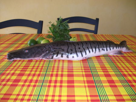 Poisson tigre - La guyane ? vous mendierez (m'en direz) des nouvelles