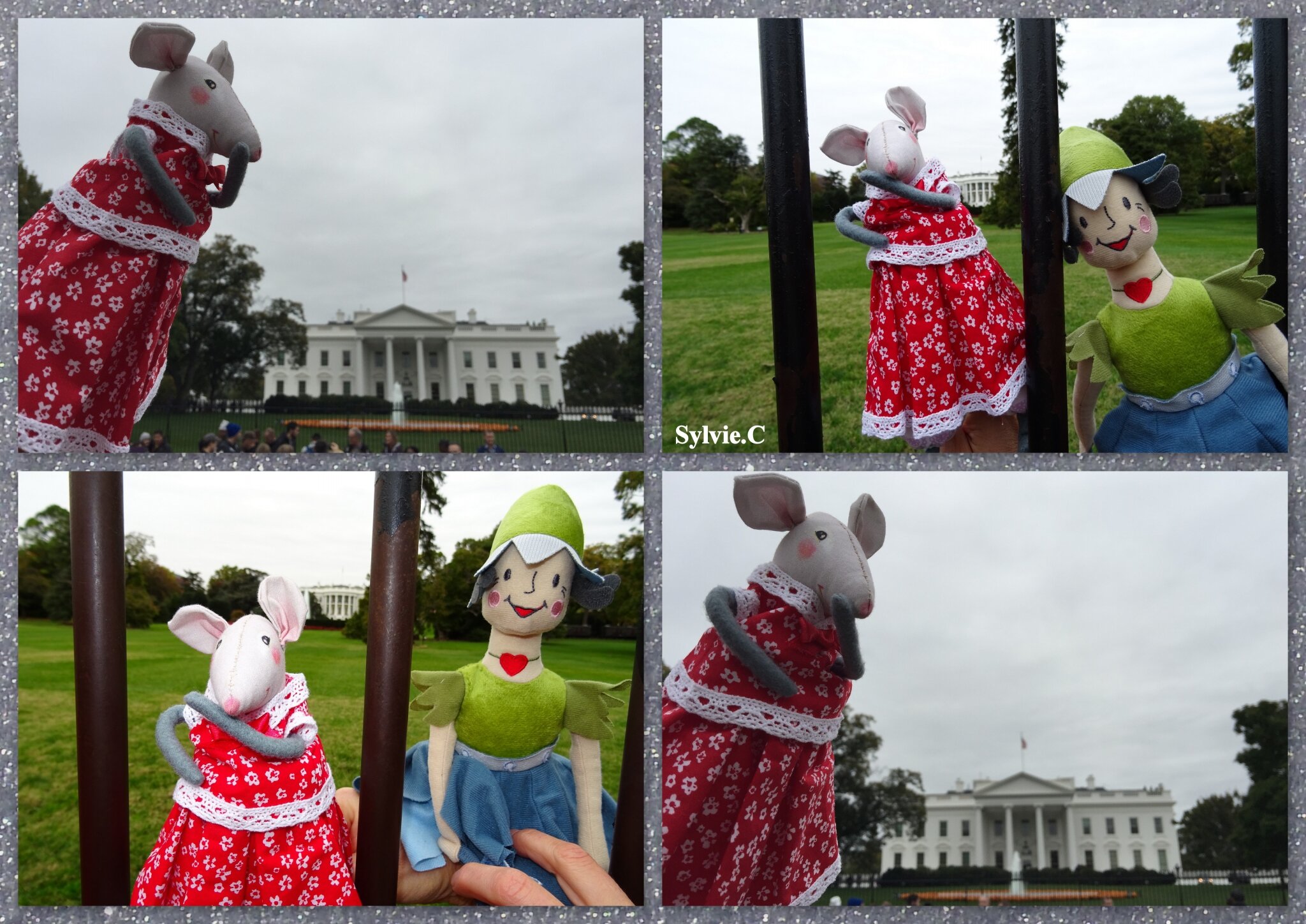 Philomena au marathon de Washington - Rêveries du Chat Bleu