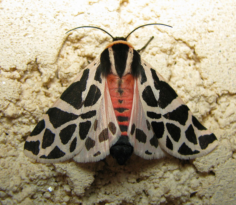 Arctiidae- Ecaille ? - Galerie des insectes et arachnides de ma région ...