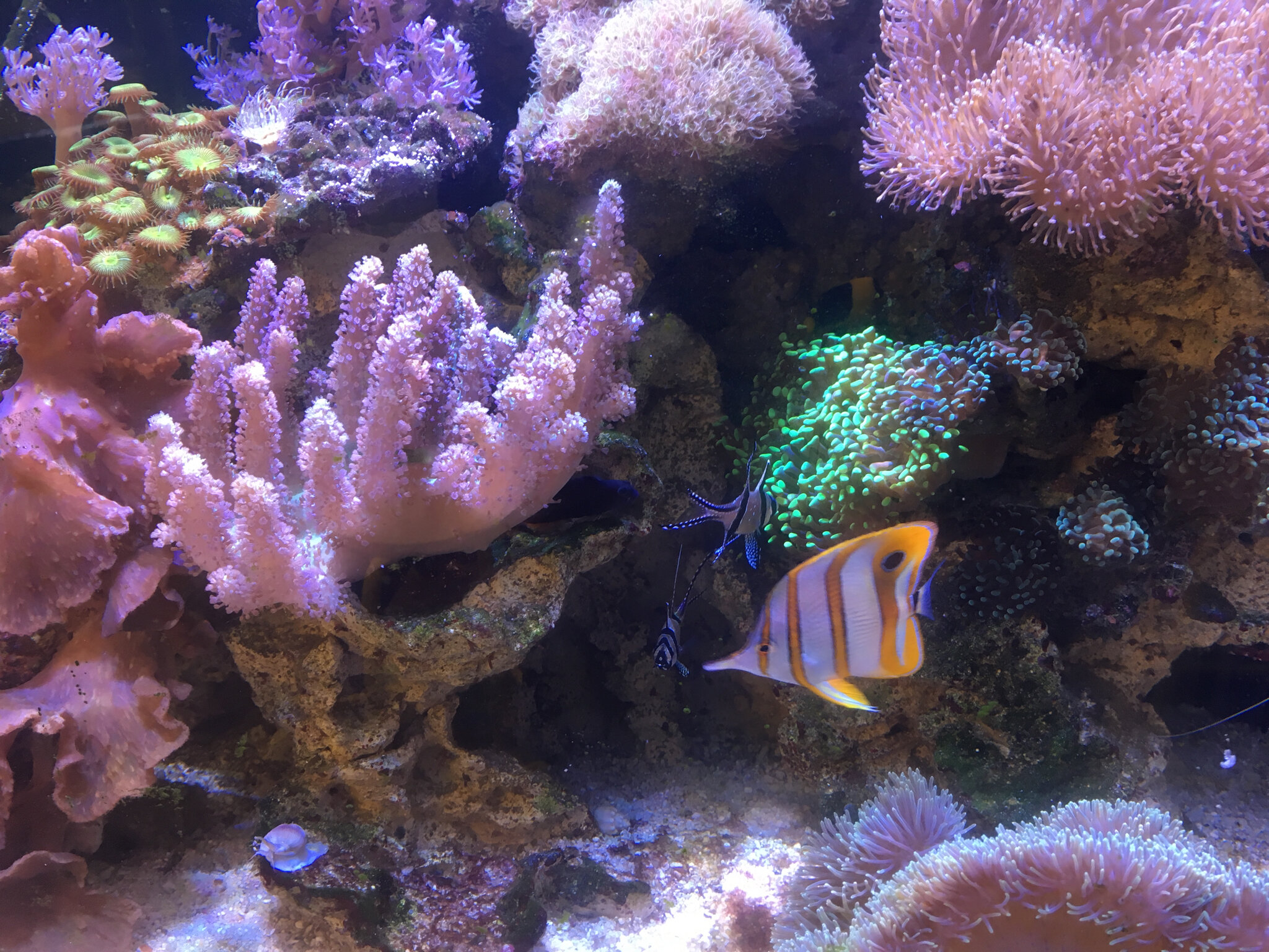 Bac récifal - Animal News ara87