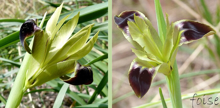 Iris des serpents - Blog végétal