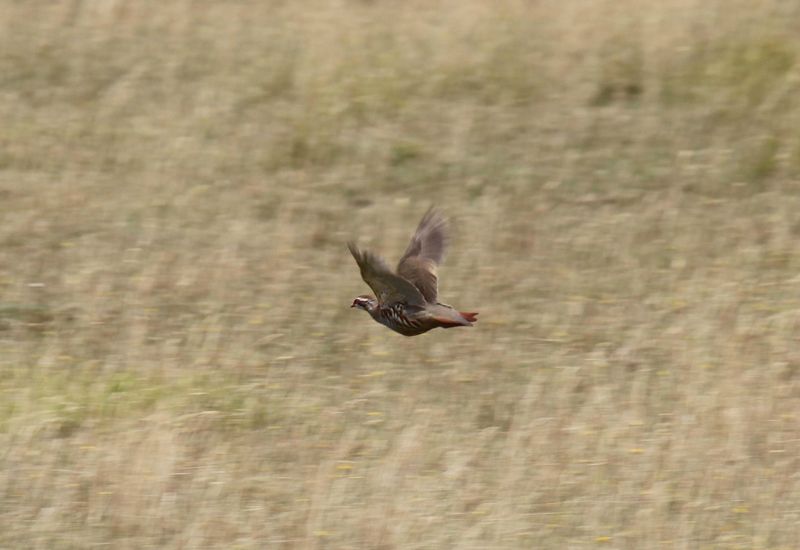 La perdrix rouge - Canals en Aveyron