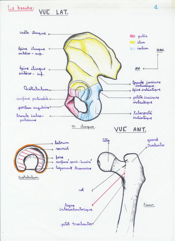 La Hanche - Schémas d'anatomie kiné