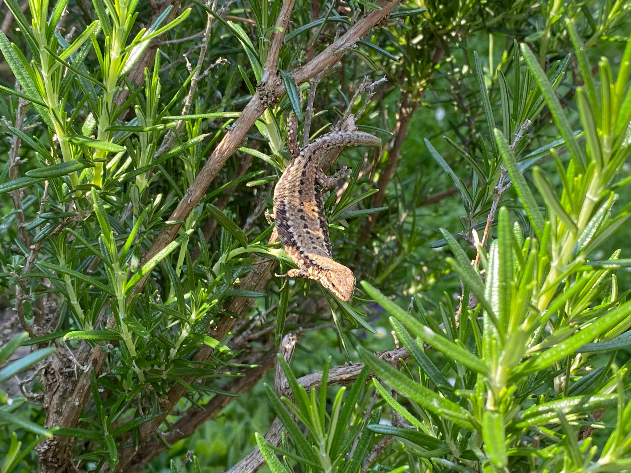 lezard - Le JardinOscope, toute la vie animale de nos parcs et jardins