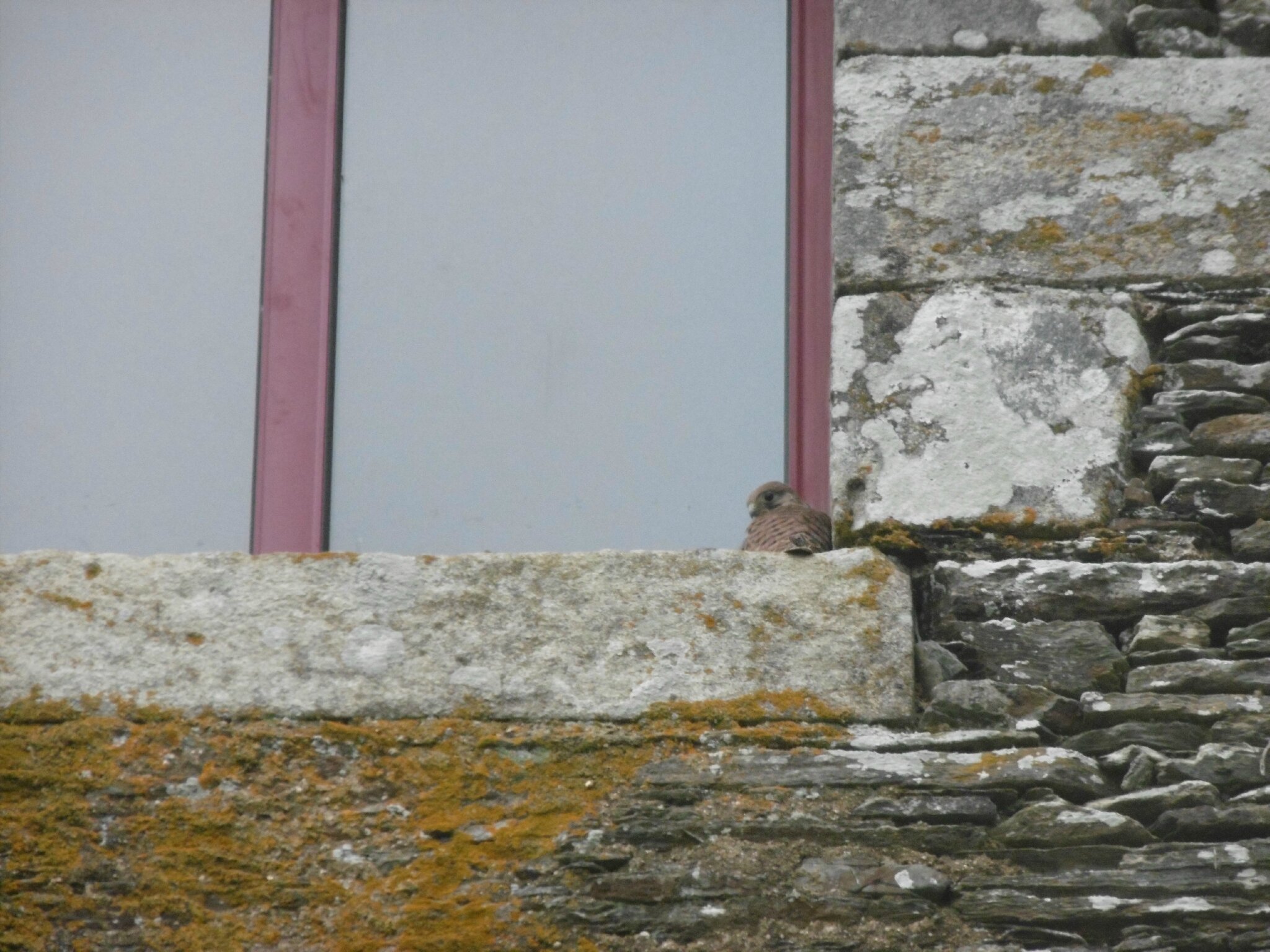 Mon épervier se transforme en faucon crécerelle. - TREVENALEUC, un ...