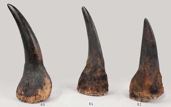 Cornes de rhinocéros - Alain.R.Truong