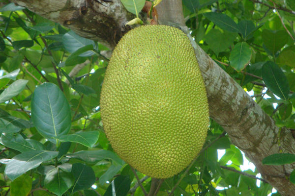 DE QUEL ARBRE VIENT CE FRUIT ? - NOURRIR SON CORPS ET SON ESPRIT AVEC ...