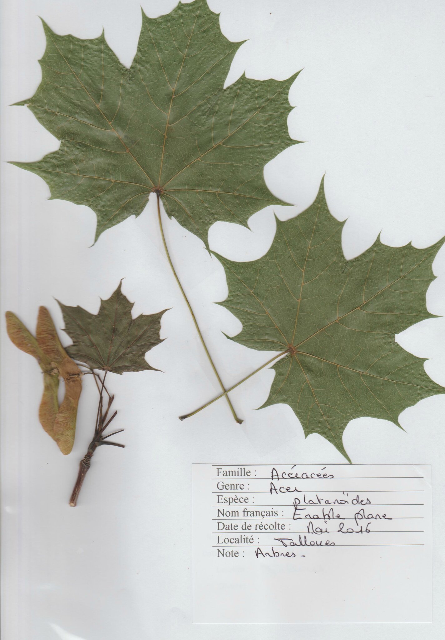 Herbier Erable plane - Acer platanoides - SABRIN'ARBRES Thérapeute des bois