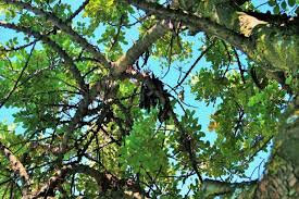 Le Caroubier - Balades dans le Var