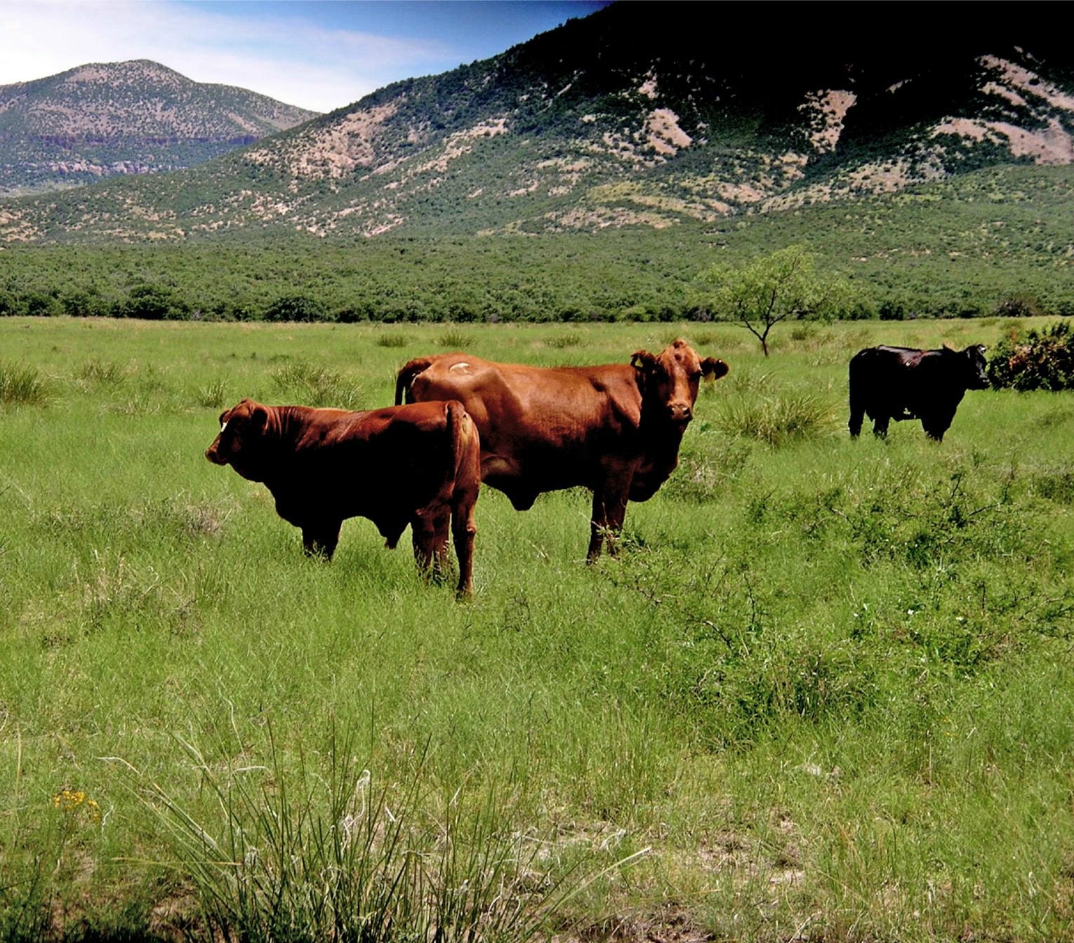 Southern Balancer - les races bovines du mondes