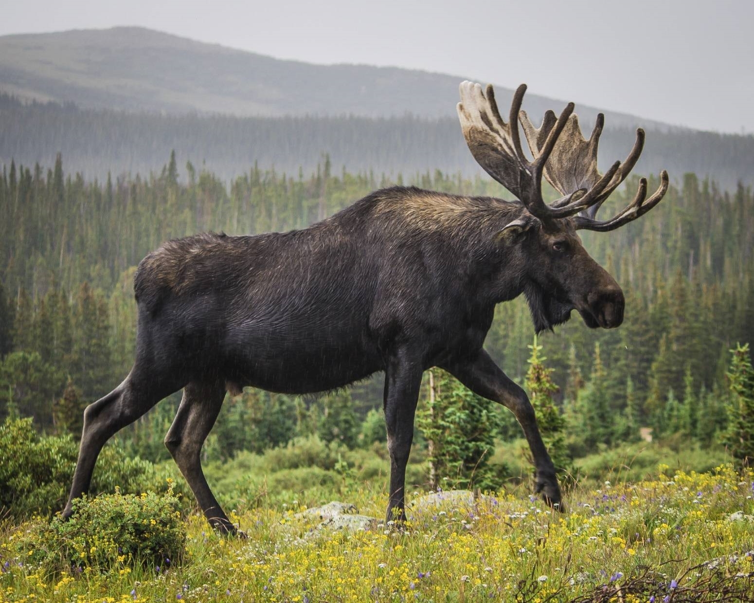 Documentaire - Les animaux de l'Arctique - 100 DéfiS