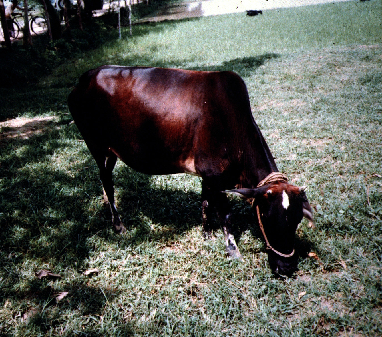 Bangladaise - les races bovines du mondes