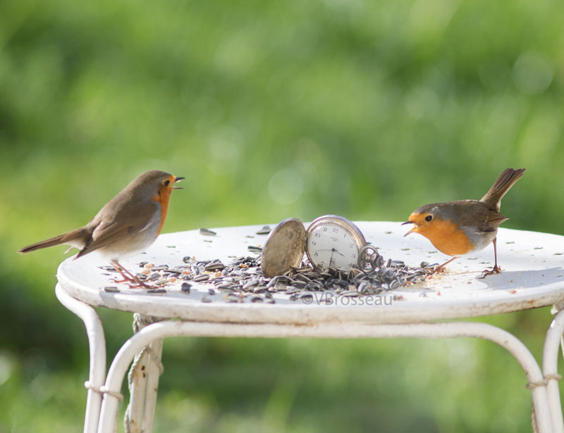 Les rouges-gorges ... - nature émotion